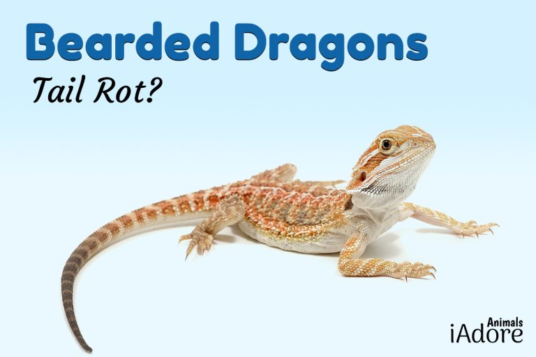 Explore the Fascinating World of Animals | iAdoreAnimals